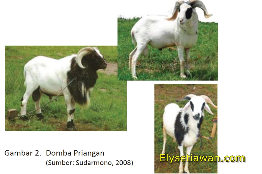 mengenal ternak domba diindonesia - Elinotes - Review By Eli Setiawan