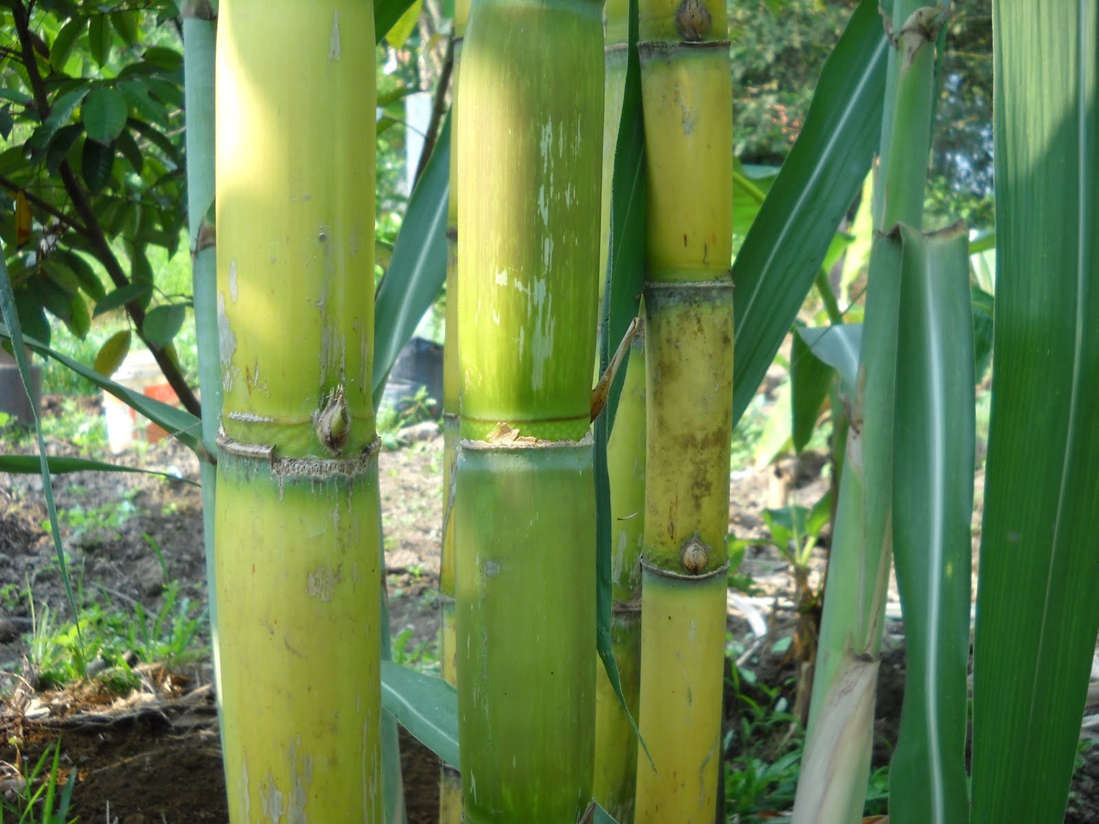 GENEO EBOOK: Khasiat tanaman tebu