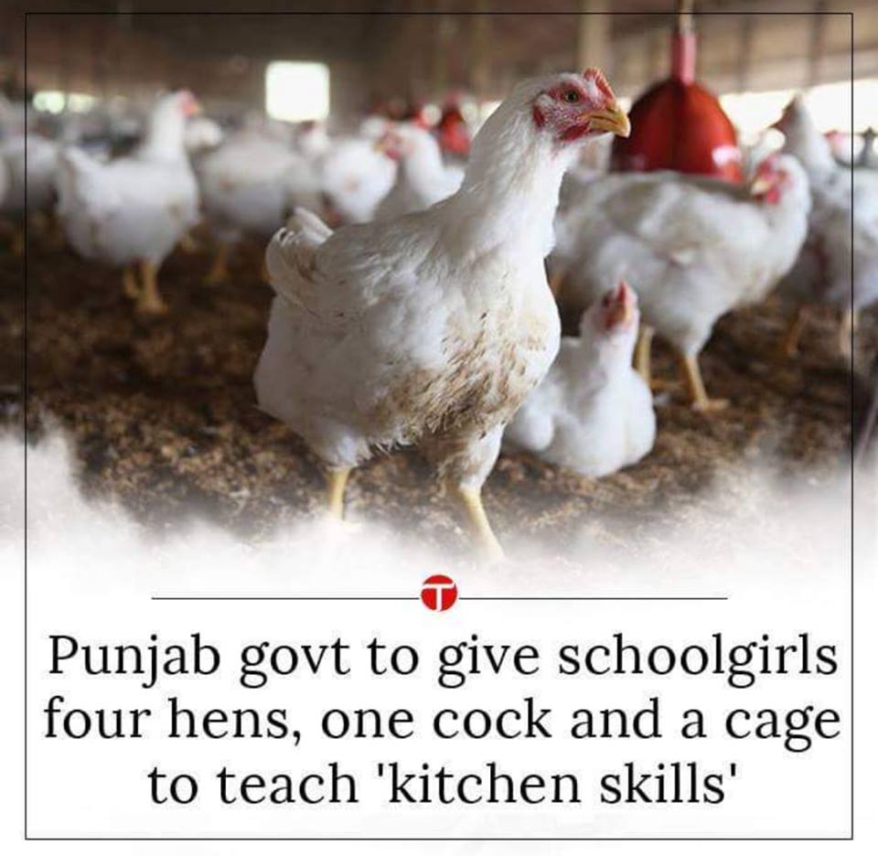 Punjab govt to give schoolgirls four hens, one cock and a cage to teach ...