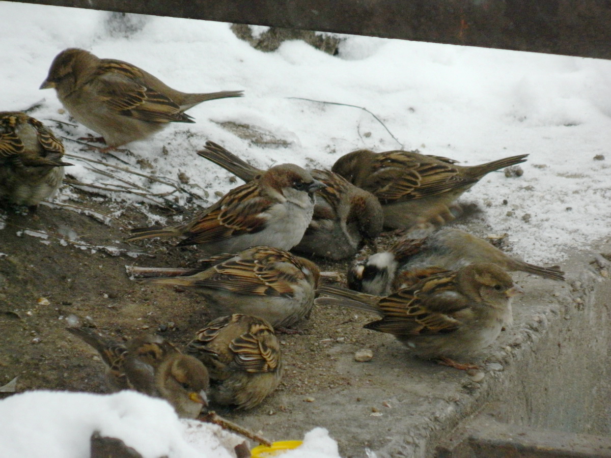 LA MULTI ANI, ROMANIA!: Vrabii