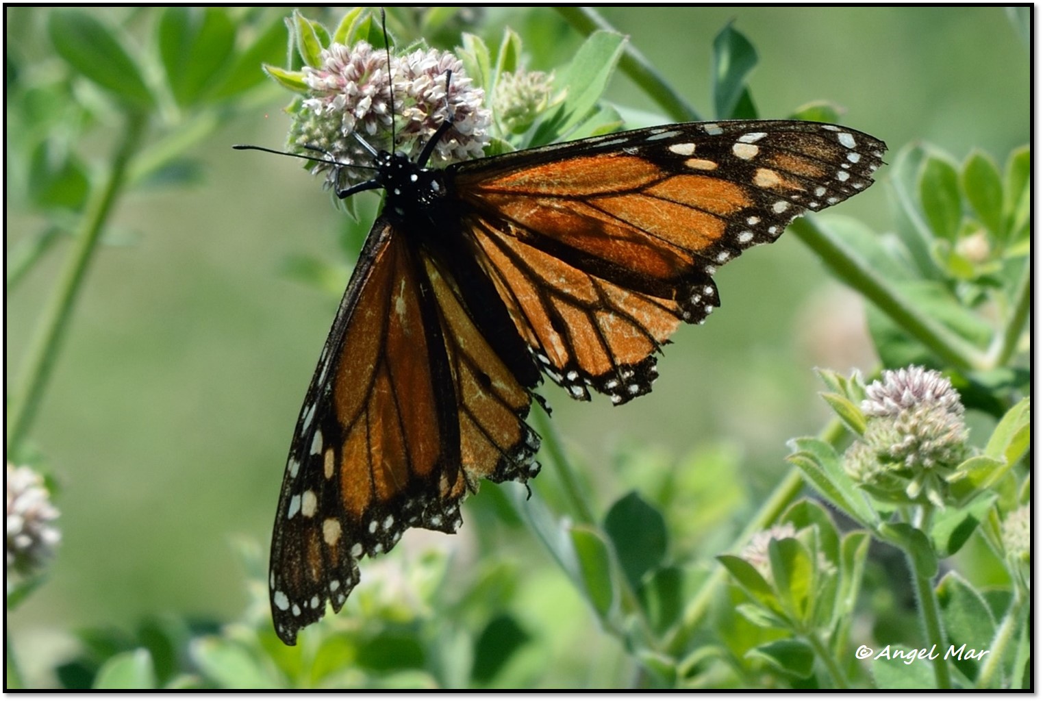 Butterflies and Dragonflies: La Mariposa Monarca - The Monarch ...