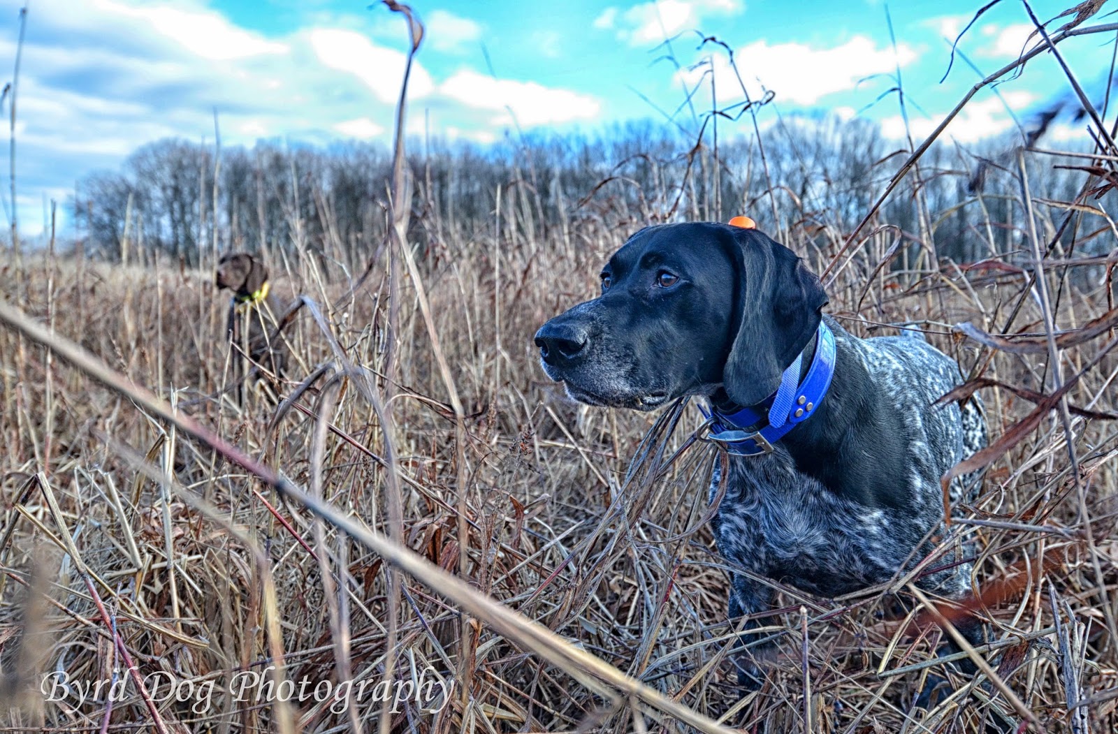 Adventures of a GSP Hunting Dog: Hunting Dog Photography Tips - Part 1