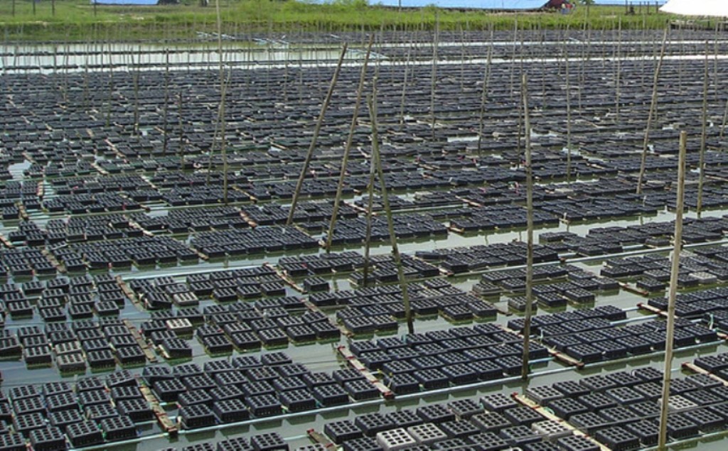 Crab Farming Indonesia Export Opportunity Business - Soft Shell Crab ...