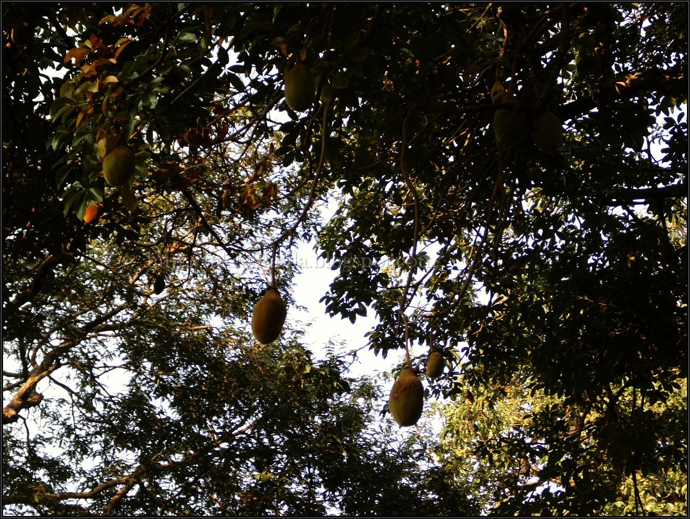 The Voice of Greenery - Trekking and Travelling in Western Ghats ...
