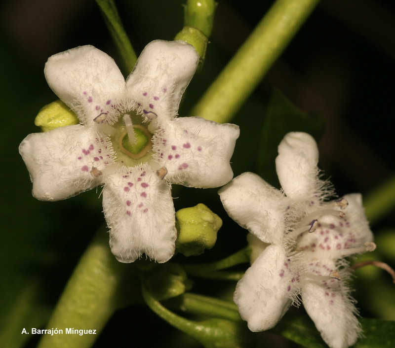 Naturaleza Viva: Myoporum laetum G. Forst. Fam: Myoporaceae