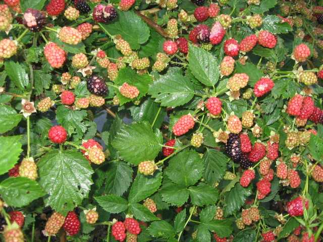Team Rubus: White Drupelets in caneberries 2015