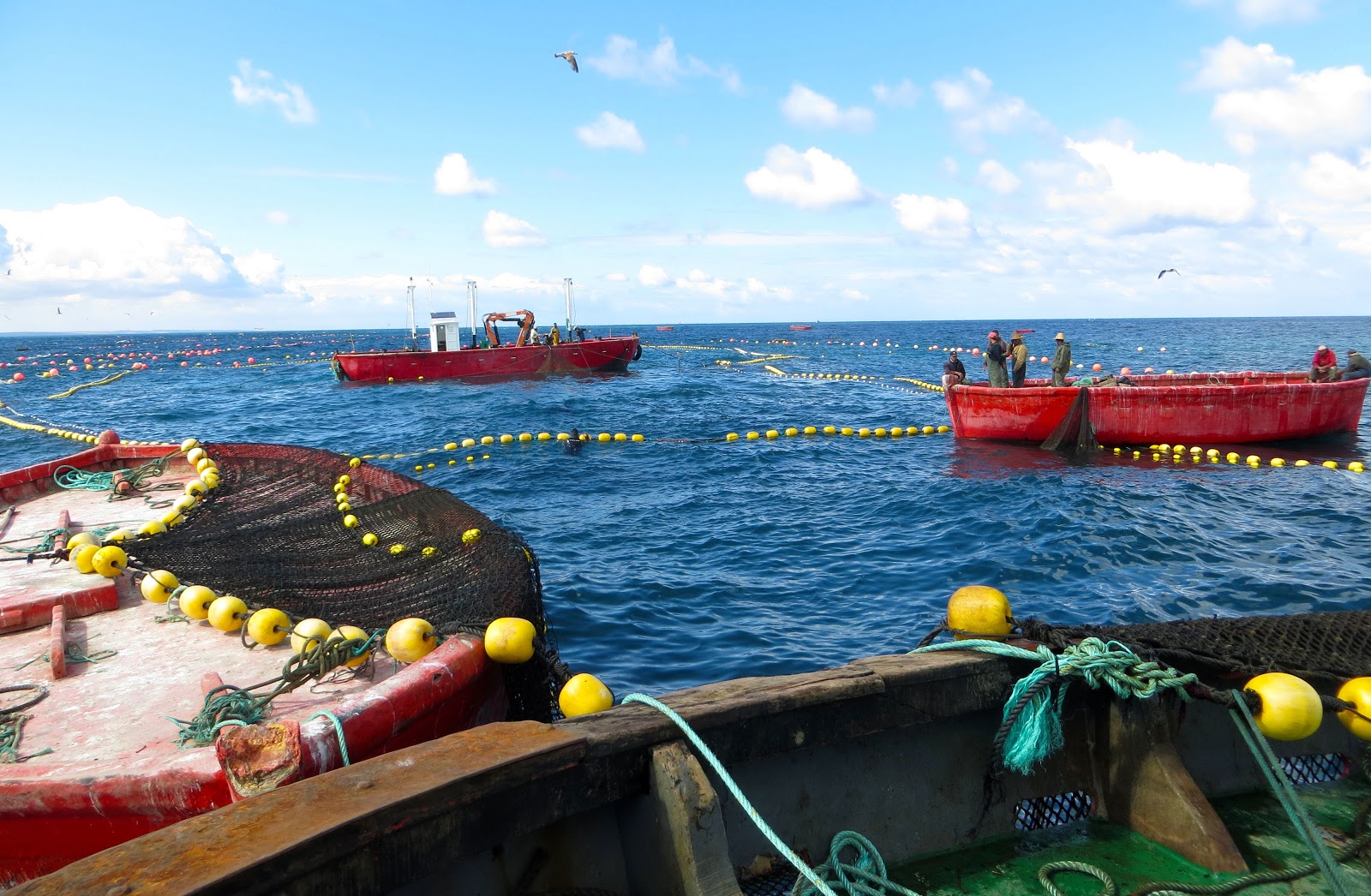 Tag-A-Giant: Tuna trap tagging takes teamwork!