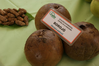 Agrícola: EL BOROJÓ UN FRUTAL PROMISORIO DE LA AMAZONÍA ECUATORIANA