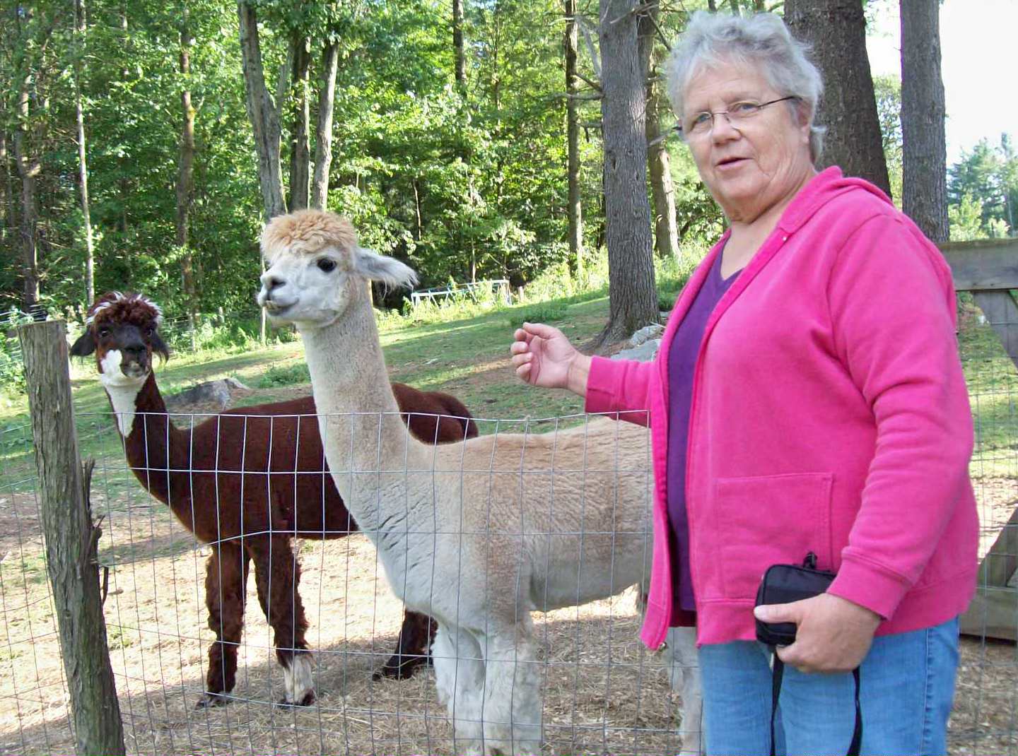 Life in a Deer Yard: YOU GOTTA BE----GRAZY (ALPACA WHO??)