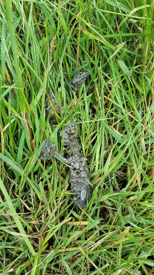 Birds from Behind : 11 June 2017