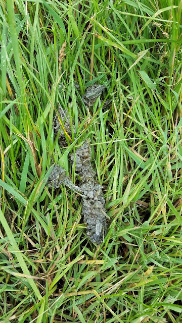 Birds from Behind : 11 June 2017