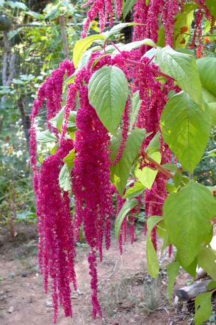 Amaranthus Caudatus Red
