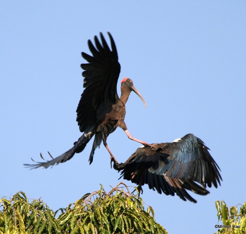 Mithun: Bird Photography