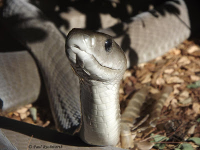 Every Bed of Roses: A trip to Khamai Reptile Centre