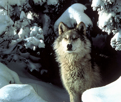 Abe's Animals: Cascade mountain wolf