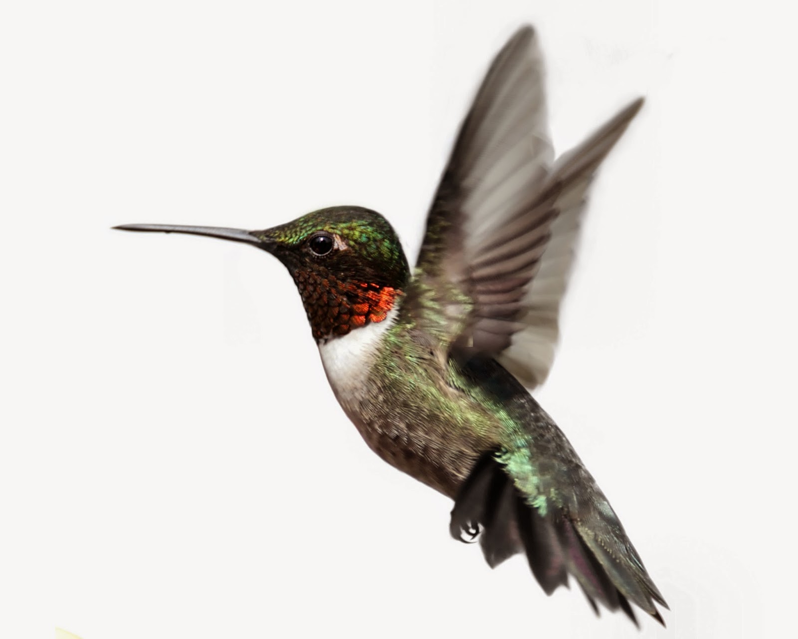 Rupa rupa burung - macam macam burung