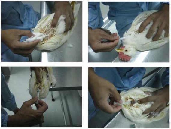 CARA MUDAH MELAKUKAN INSEMINASI BUATAN PADA AYAM