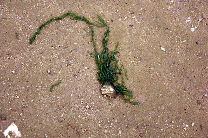 Fossil CSI: Comparing fossil seaweed (attached to a rock anchor) found ...