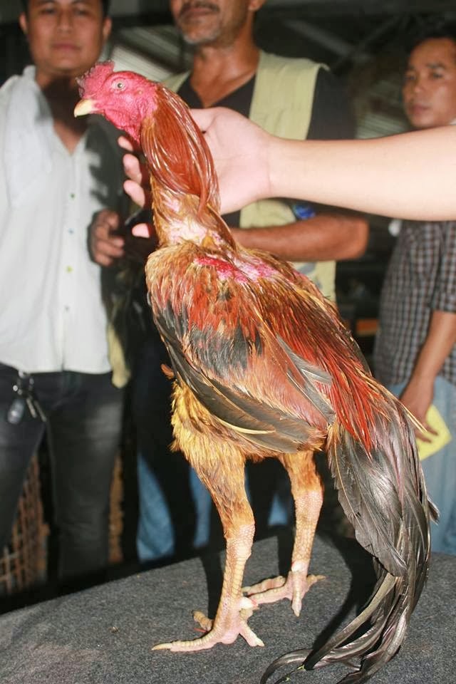 FIRMAN FARM: Ayam Import kelas Pro from Prof. Phong Carabao