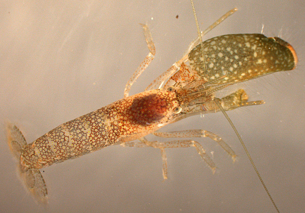 Real Monstrosities: Knitting Shrimp