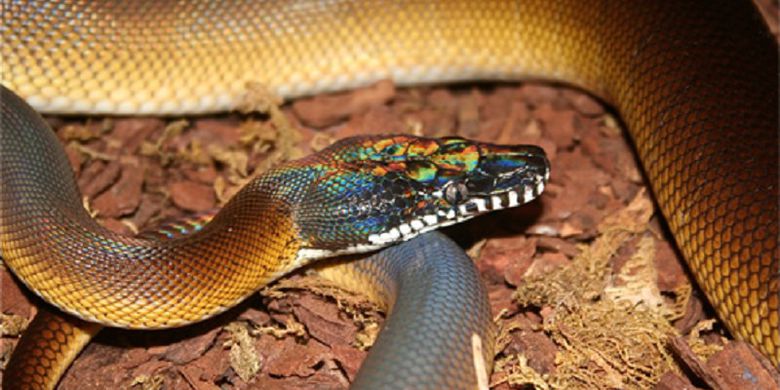 GEOGRAFI LINGKUNGAN: JENIS-JENIS ULAR SANCA DI INDONESIA