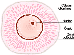embriologia e histologia: OVULO