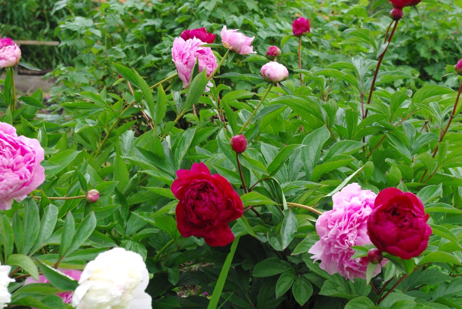 Tea's Garden Stories: Pojengid - juuni 2012