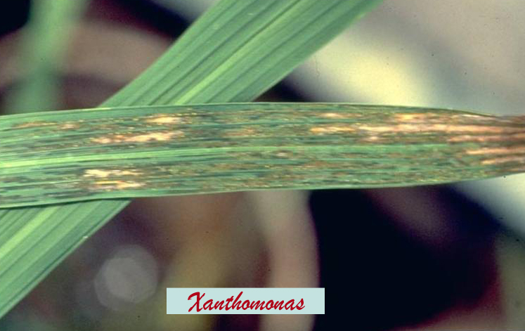 Pengendalian Hama Penyakit Tanaman: Waspada Xanthomonas Untuk Menjaga ...