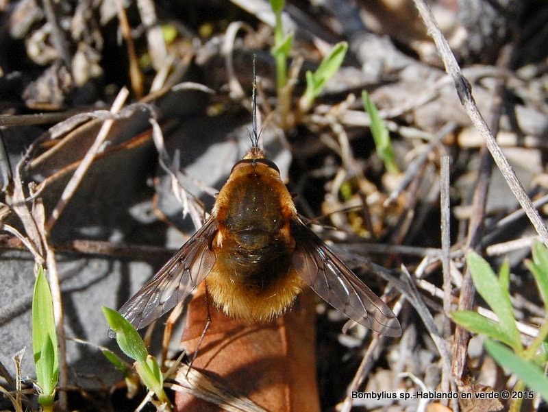 Hablando en verde: La mosca peluda, Bombylius sp.