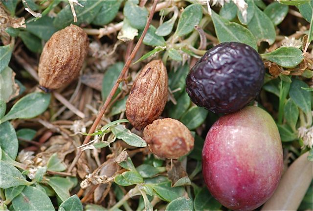 How to Grow an Olive Tree From a Seed · Oli.ve Inc.