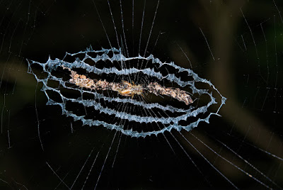 Real Monstrosities: Stability, Prettily