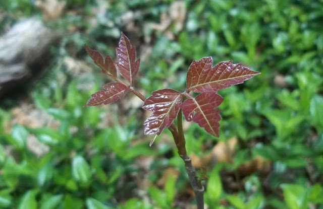 Poison Ivy Rash Plant Symptoms Time Lapses Blister and Pictures - Gardening