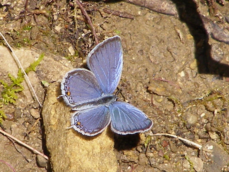 Blue Jay Barrens: Butterflies - Early April