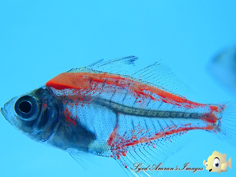 Agar Aku Tidak Lupa: DIY MINI STUDIO PHOTOGRAPHY - INDIAN GLASSY FISH