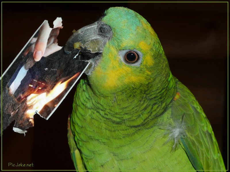 La Pirata Justiciera ...: La importancia termino