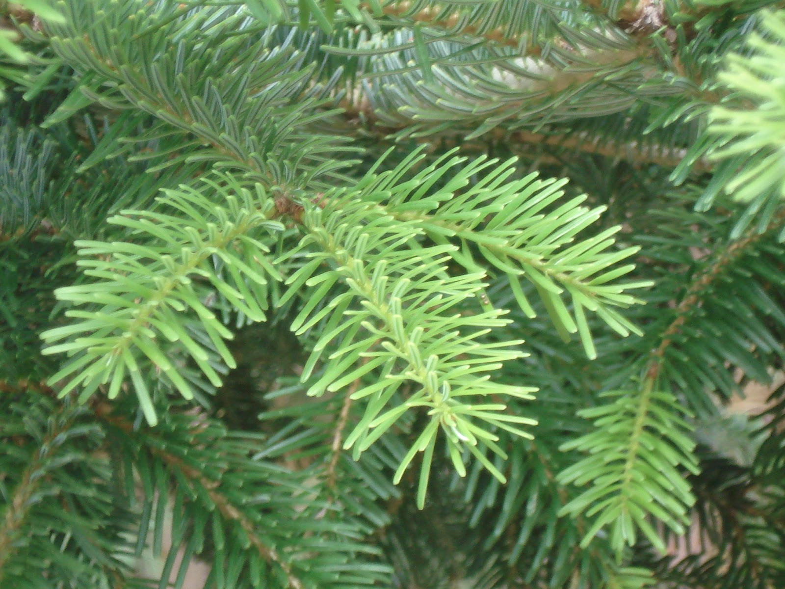 Mi Rosa de los Vientos: El pequeño Abeto...