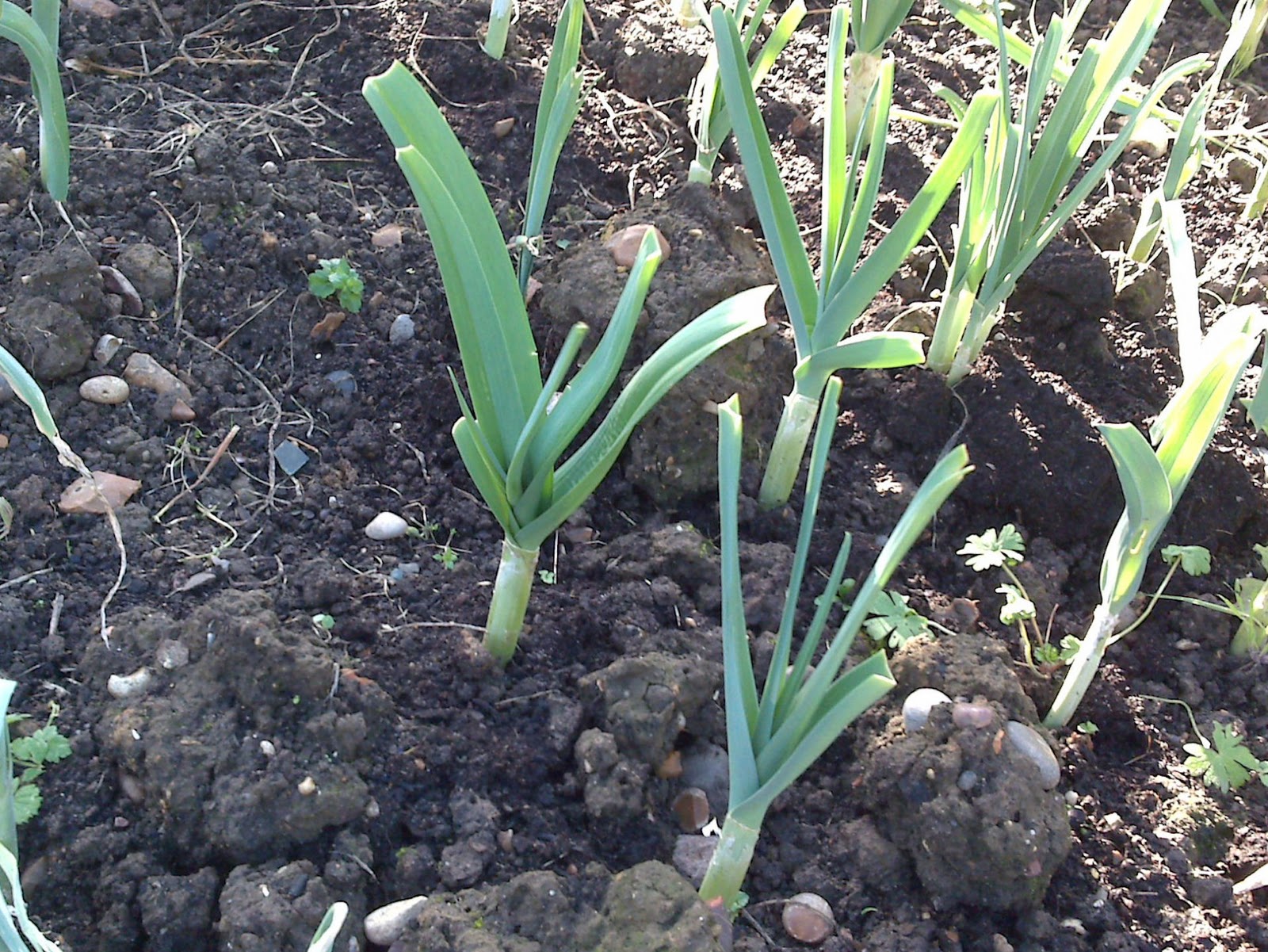 Gourmet Gardening: Proper Northern leeks