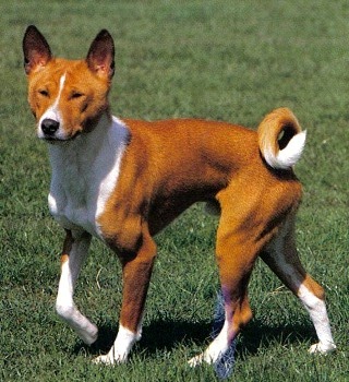 Dog Cute Dog: Basenji - The Egyptian Dog