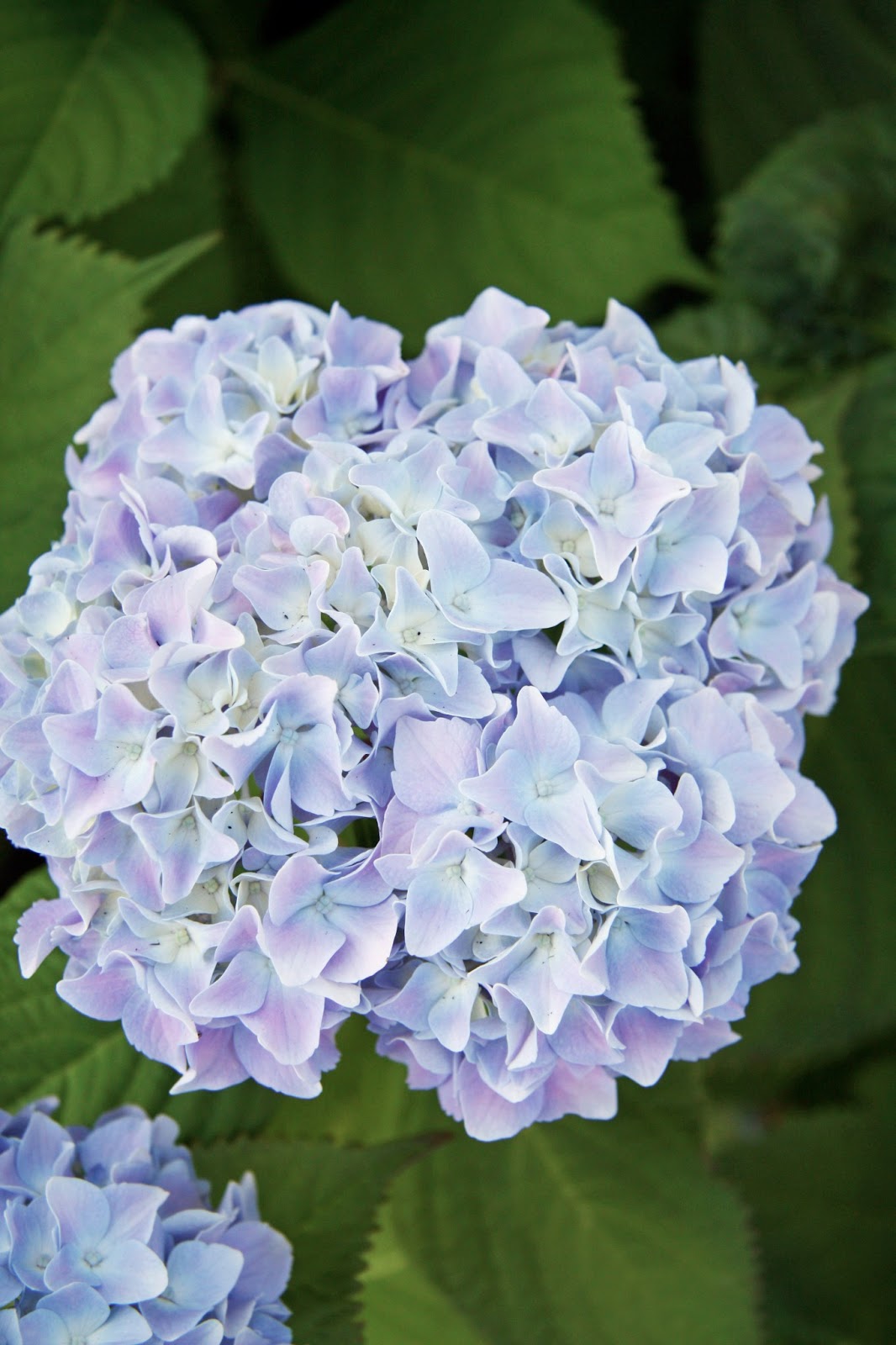 In the Fields : A Love of Hydrangeas