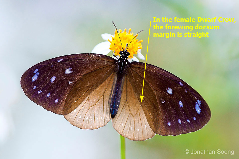 Butterflies of Singapore: Seasonal Butterfly Appearances