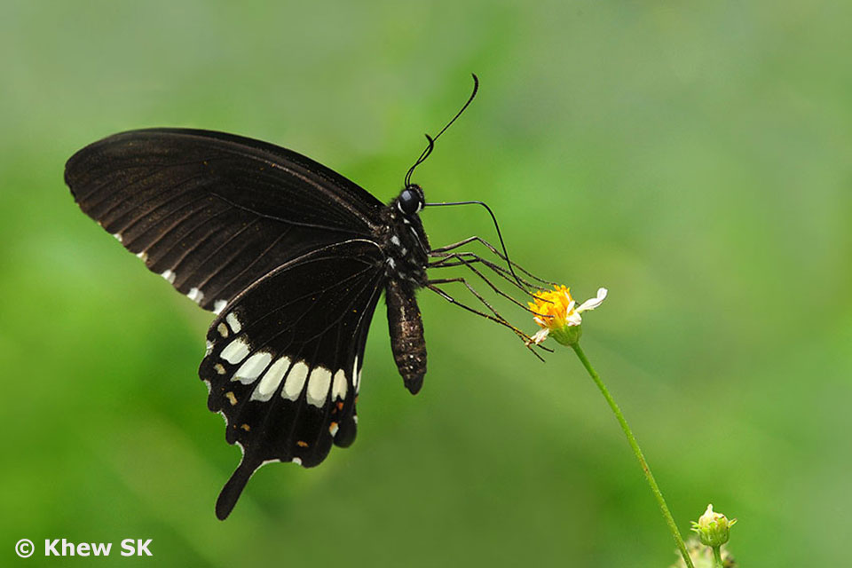 Butterflies of Singapore: Butterfly Photography at Our Local Parks ...