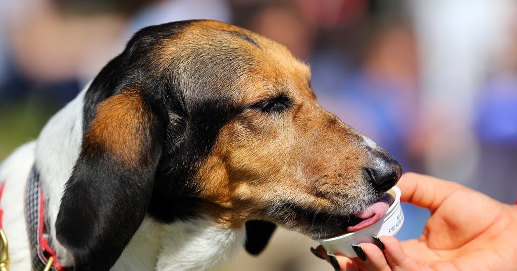 Tips for Feeding Your Dog