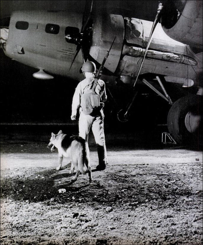American Wind: WW2 German Shepherd