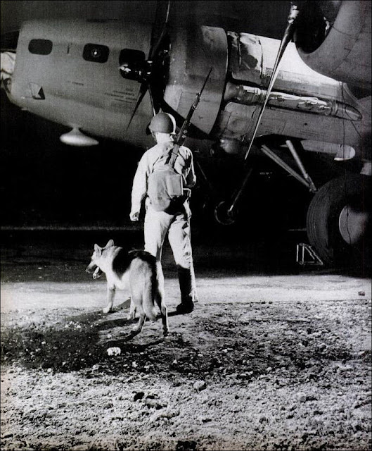 American Wind: WW2 German Shepherd