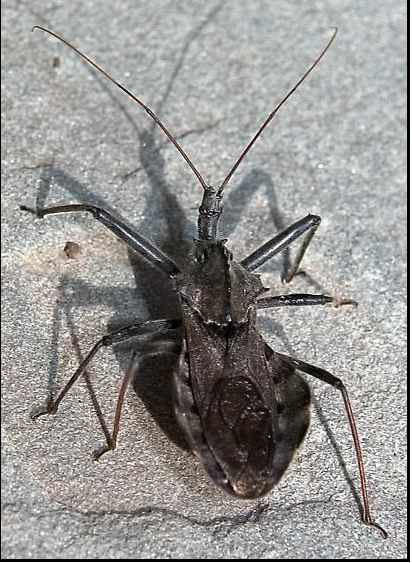 Gardening From the Ground Up: LOVE BUGS