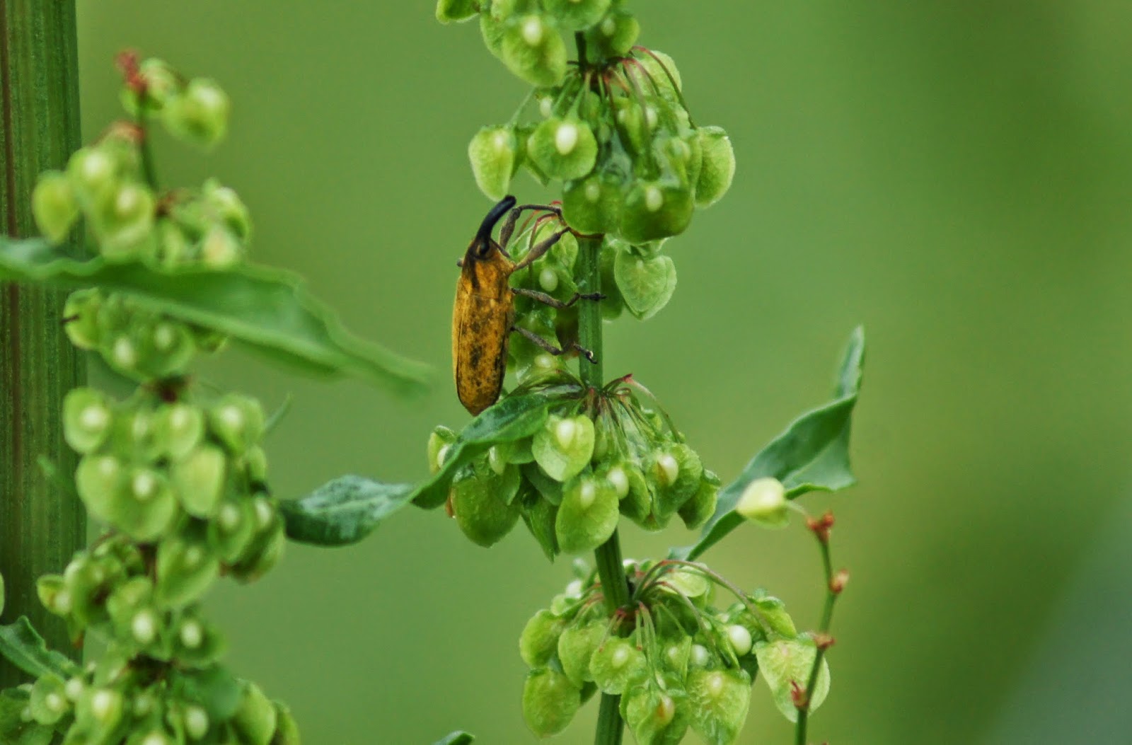 Things with Wings: Nature Walk at BHCL