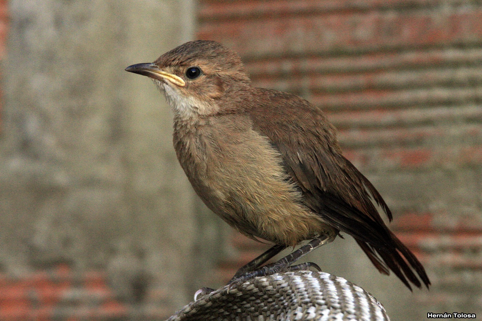 Aves de Argentina: Historia de horneros
