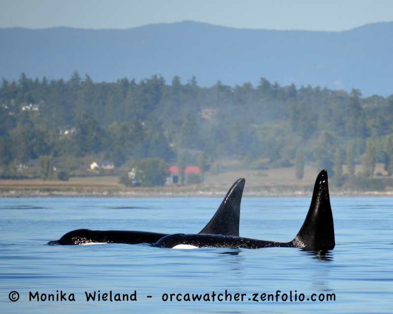 Orca Watcher: June 9th: First Encounter With the Orca Behavior Institute