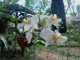 Amazing Plant: Phalaenopsis amabilis (Anggrek Bulan)