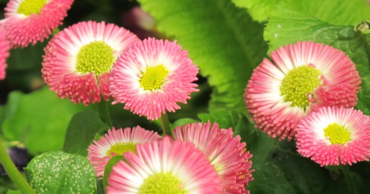 Gambar Bunga Estetik Untuk Wallpaper